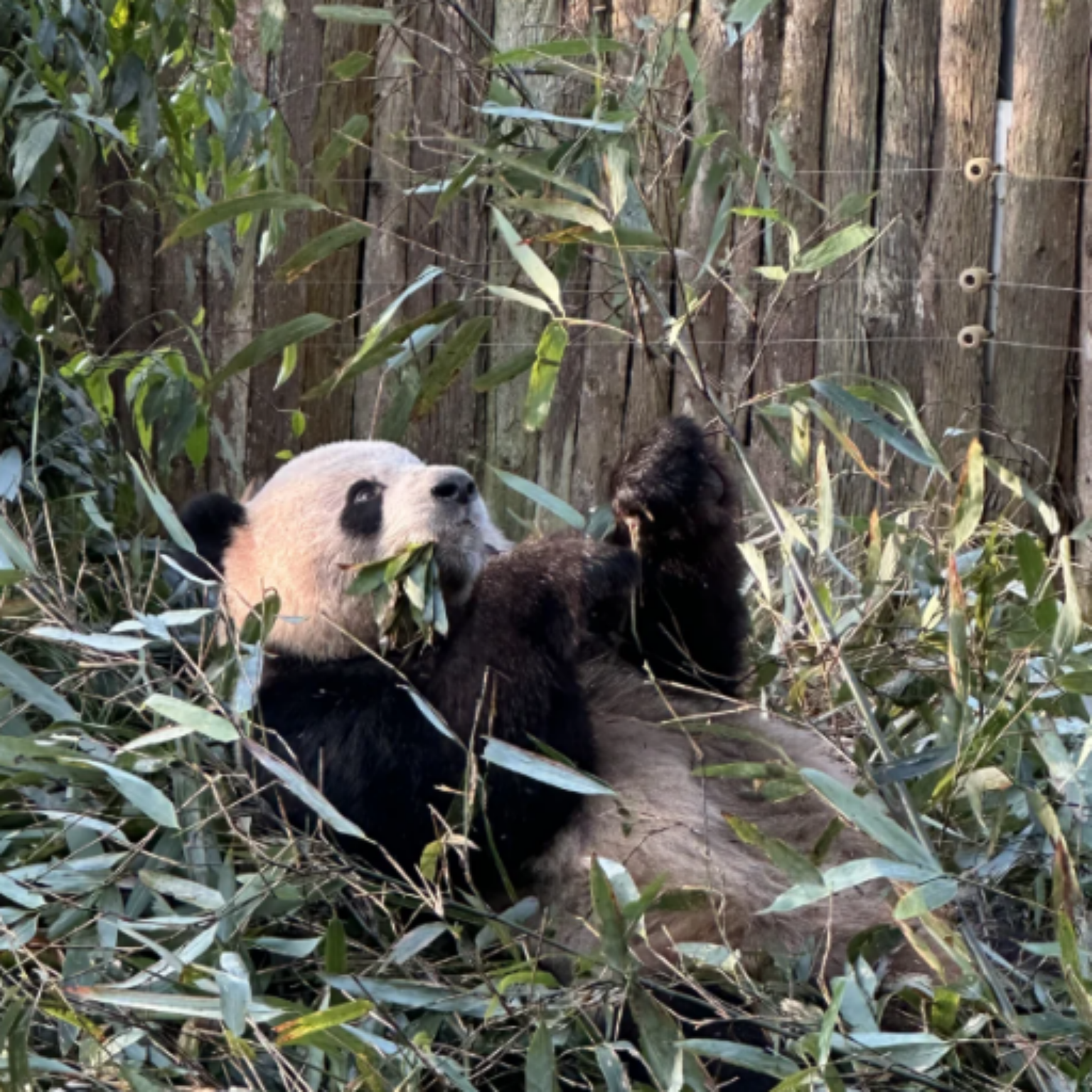 Discover the Best Things to Do in Chengdu: Top Attractions for 2025 ...