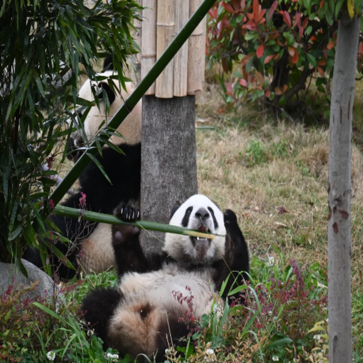 Explore the Chengdu Panda Base: Your Guide to Pandas in Chengdu ...