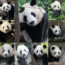 Ultimate Guide to Chengdu Panda Base: Research Base of Giant Panda ...