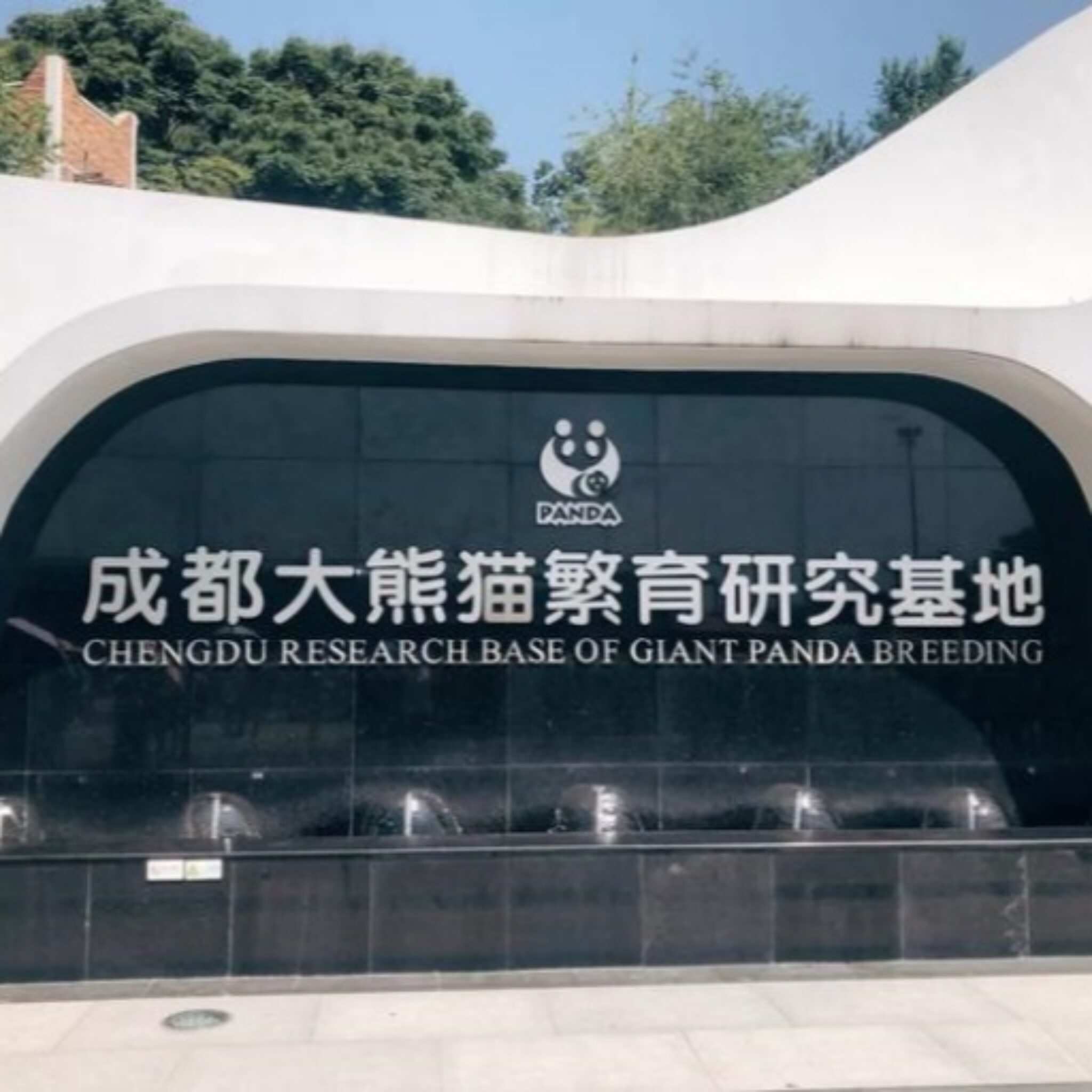 First-Timer’s Pandas Trip in Chengdu: Cheap and Easy Plan - Travel Of China