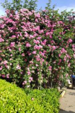 China Rose or Hibiscus? Spot the Flowers, Trace the Stories, Travel ...