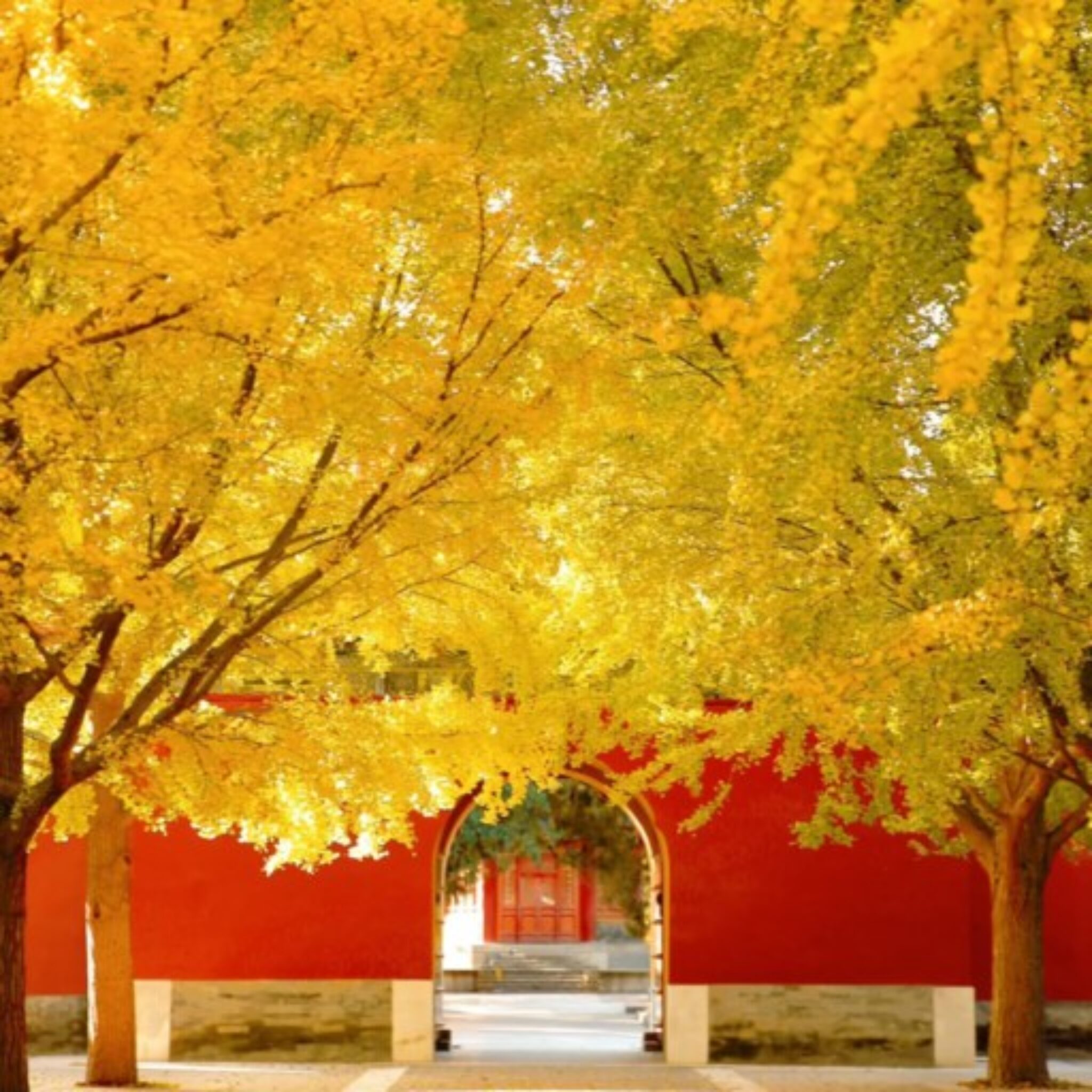 Beijing Autumn 2025: Where Every Leaf Tells a Story in the City’s Most ...