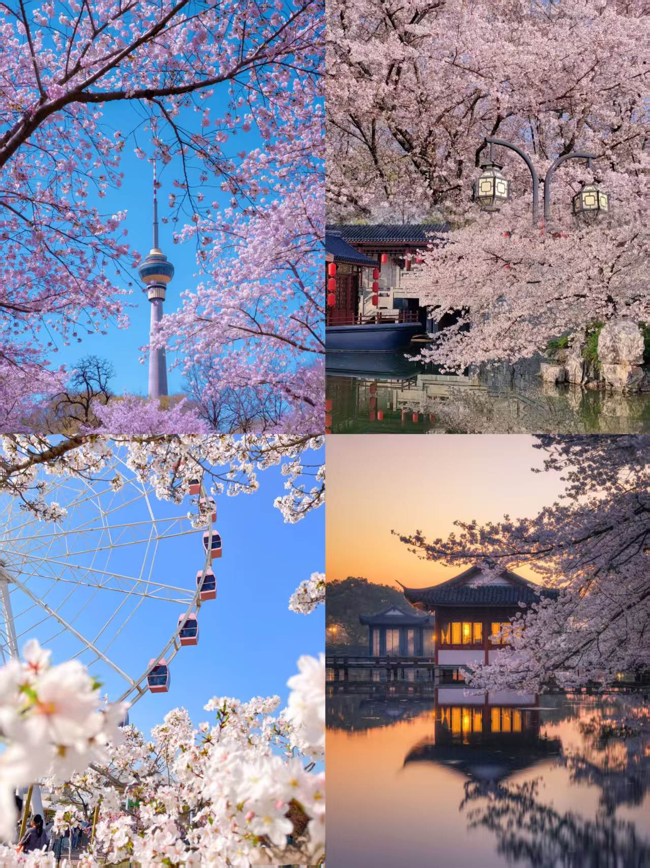 Cherry Blossom China – Spring Adventures Through Beijing, Shanghai, and ...