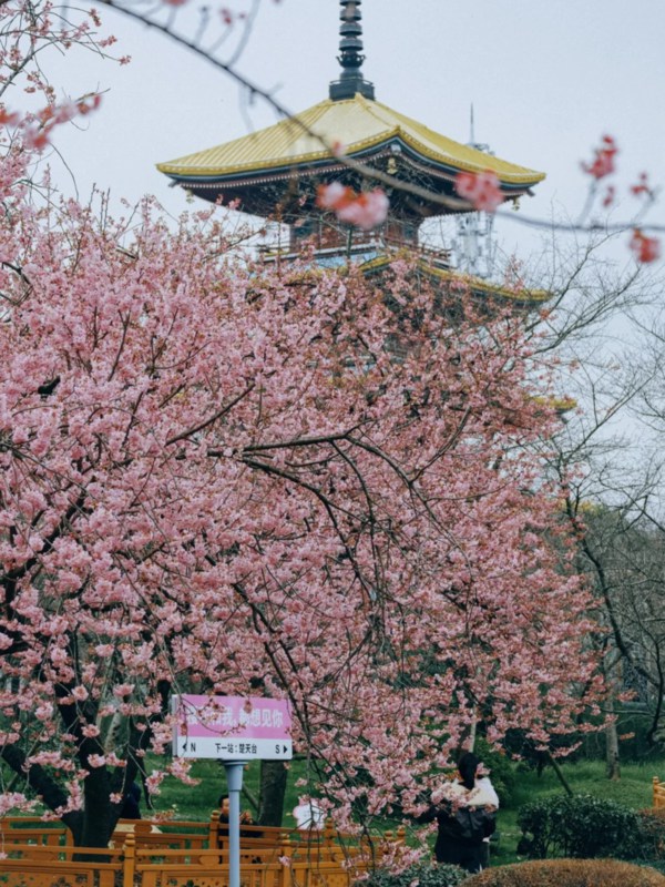 Cherry Blossom China – Spring Adventures Through Beijing, Shanghai, and ...
