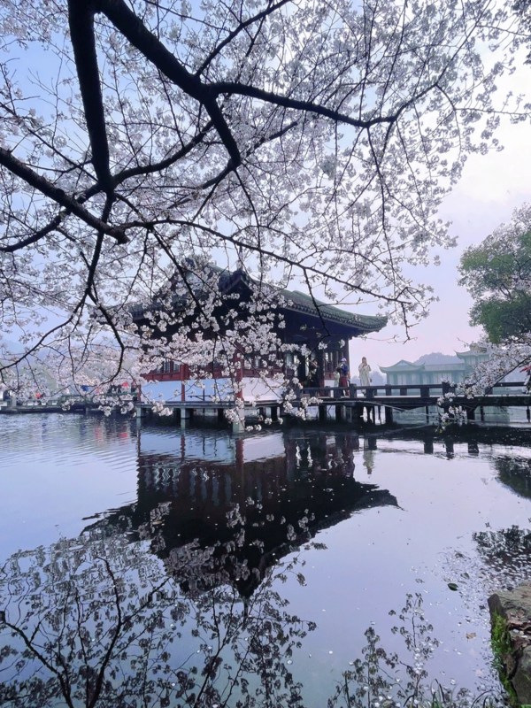 Cherry Blossom China – Spring Adventures Through Beijing, Shanghai, and ...
